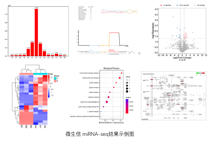微生信 - miRNA-seq测序服务