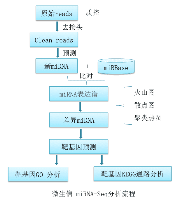 微生信 - miRNA-seq测序服务